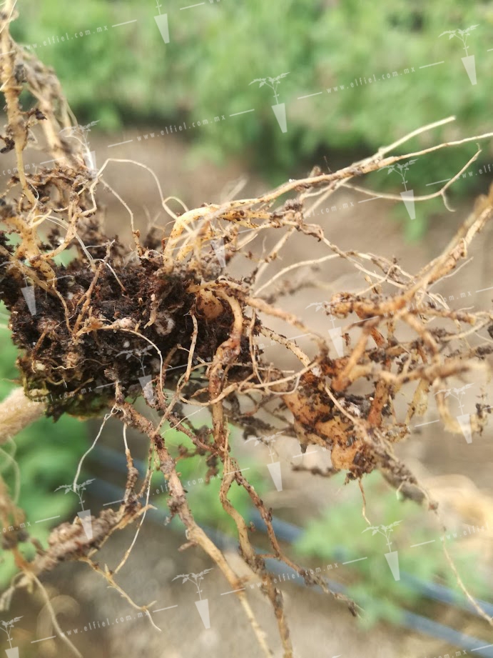 Fusariosis radicular en el cultivo de tomate | Agroinsumos El Field