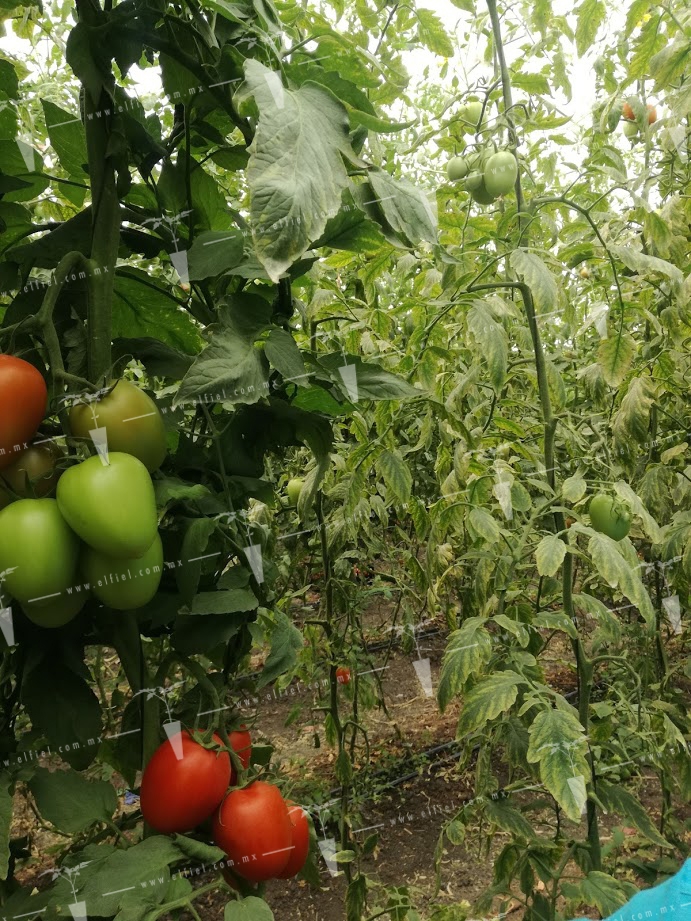 Injertar para mejorar | Agroinsumos El Field