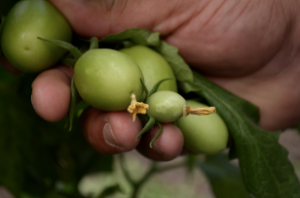 Cáncer bacteriano del tomate | Agroinsumos El Field