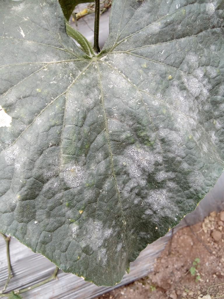 Cenicilla en pepino | Agroinsumos El Field